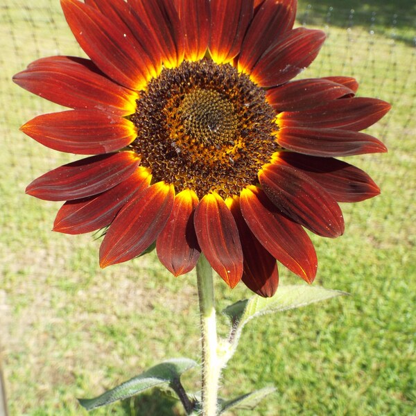 Chocolate Cherry Sunflower Seeds - Etsy