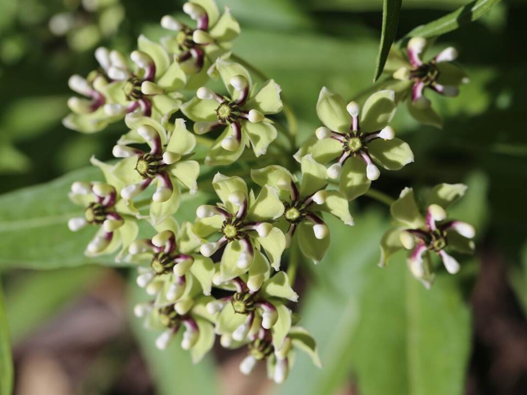 Spider Milkweed - Asclepias Asperula - FR3 - Etsy