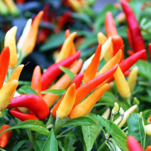 Heirloom Chocolate Beauty Bell Pepper Seeds Capsicum Annuum - Etsy