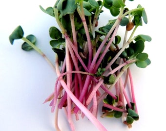 Organic Daikon Radish MICROGREEN Seeds Heirloom Non-gmo Seeds to Sprout ...