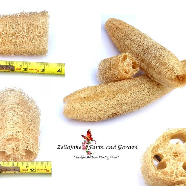 Luffa - Etsy