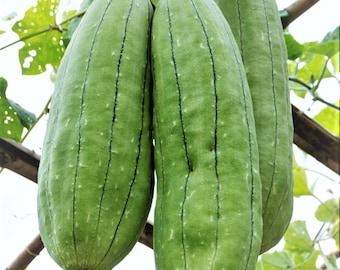 Luffa aegyptiaca Loofah seeds sponge dishcloth Eat like Okra Showy arch ...