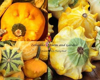 25 TEN COMMANDMENTS GOURD Mix Crown of Thorns Mixed Colors Cucurbita ...