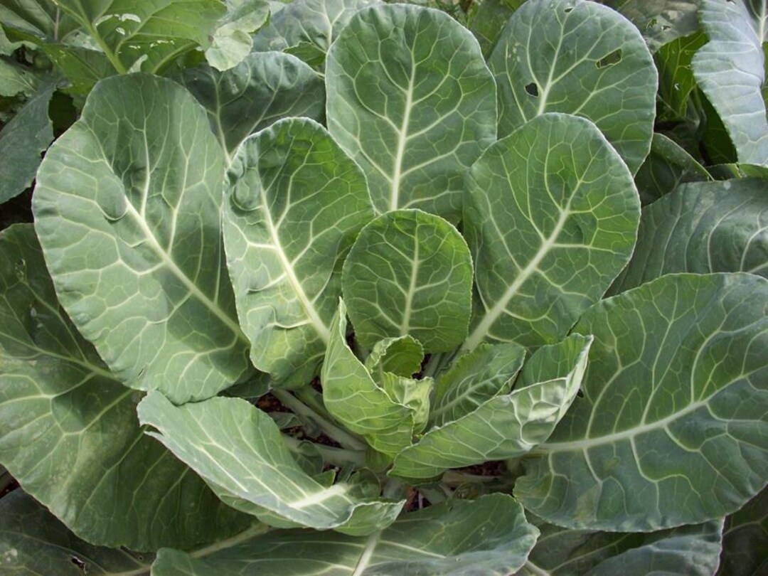Heirloom Vates Collards Seeds - Brassica Oleracea Var. Viridis - C7 - Etsy