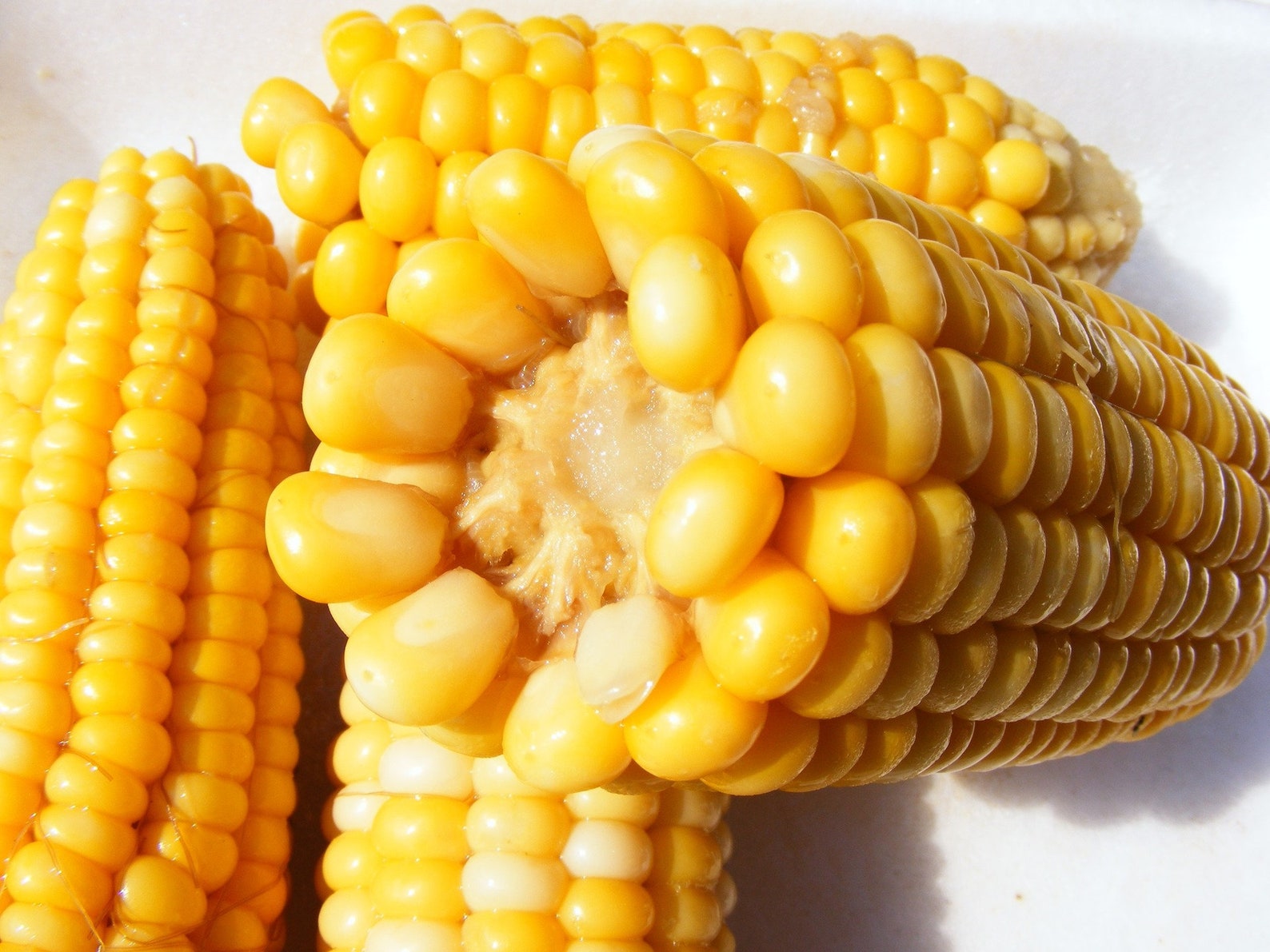 Golden Bantam Corn Heirloom Seeds Zea Mays C1 - Etsy