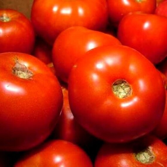 Heirloom Rutgers Tomato Seeds Lycopersicon Lycopersicum - Etsy