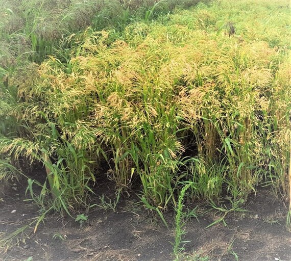 White Proso Millet Heirloom Seeds Panicum Miliaceum C8 | Etsy