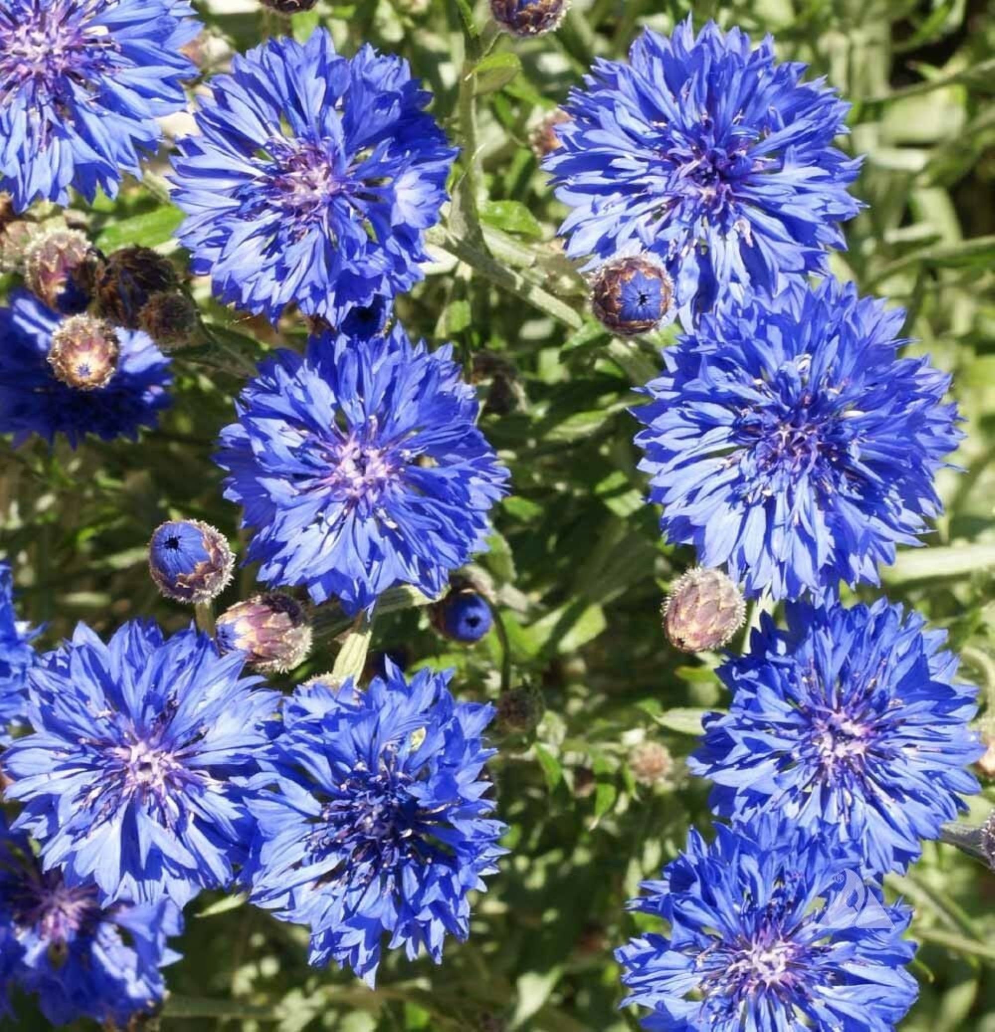 Dwarf Blue Bachelor Button Seeds Centaurea Cyanus B121 - Etsy
