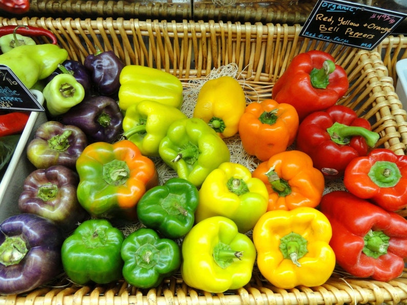 Rainbow Bell Pepper Mix Seeds Purple Red Yellow Green Colors | Etsy