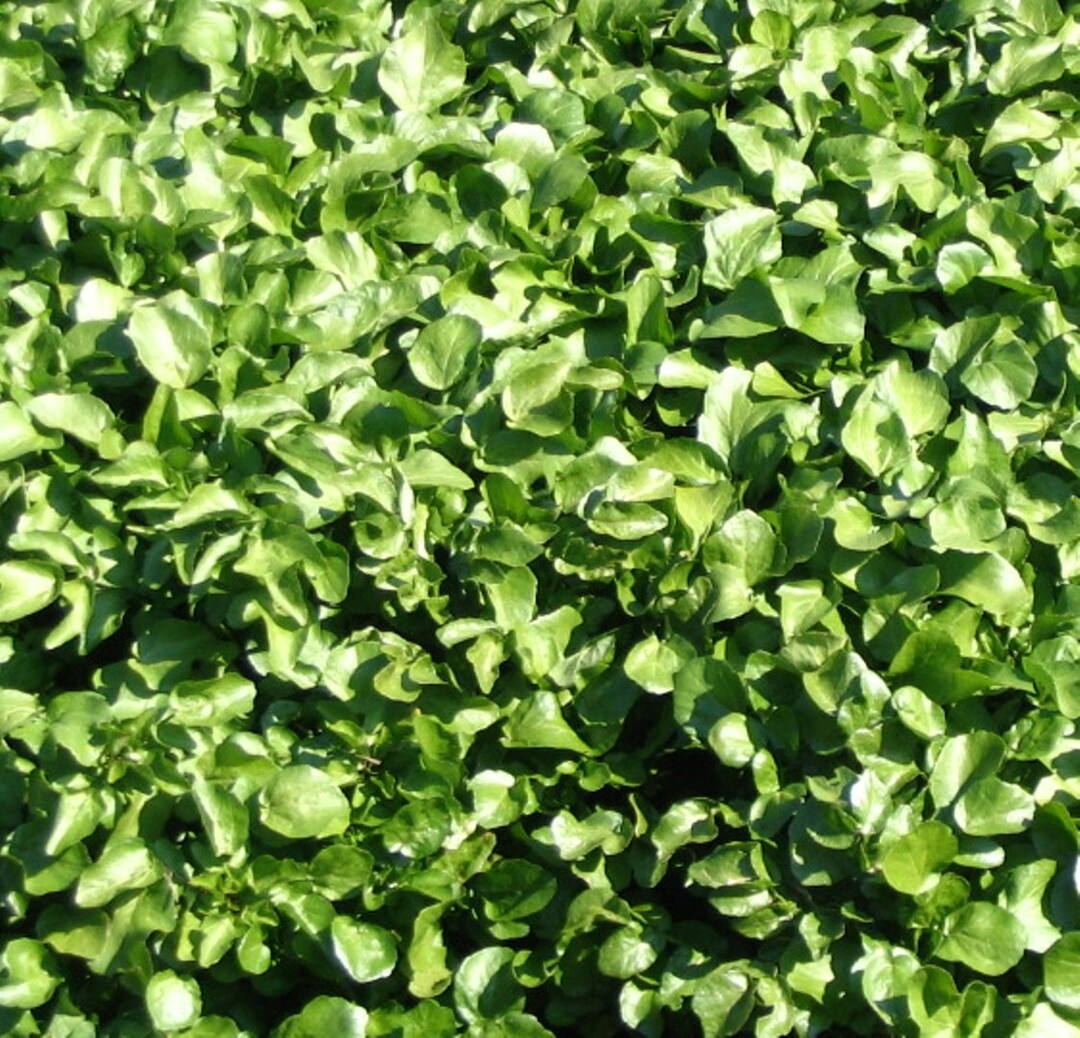 Peppercress Seeds - Lepidium Sativum - B253 - Etsy