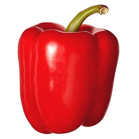 Heirloom Big Red Sweet Bell Pepper Seeds Capsicum Annuum - Etsy