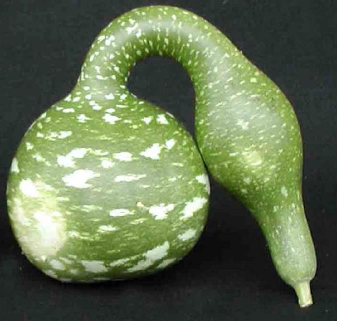 Heirloom Speckled Swan Gourd Seeds - 10 Seeds - Buy 2 Get 1 Order Free ...