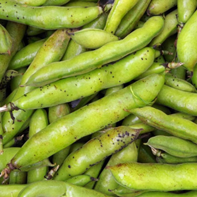 Green Bean Seeds - Etsy