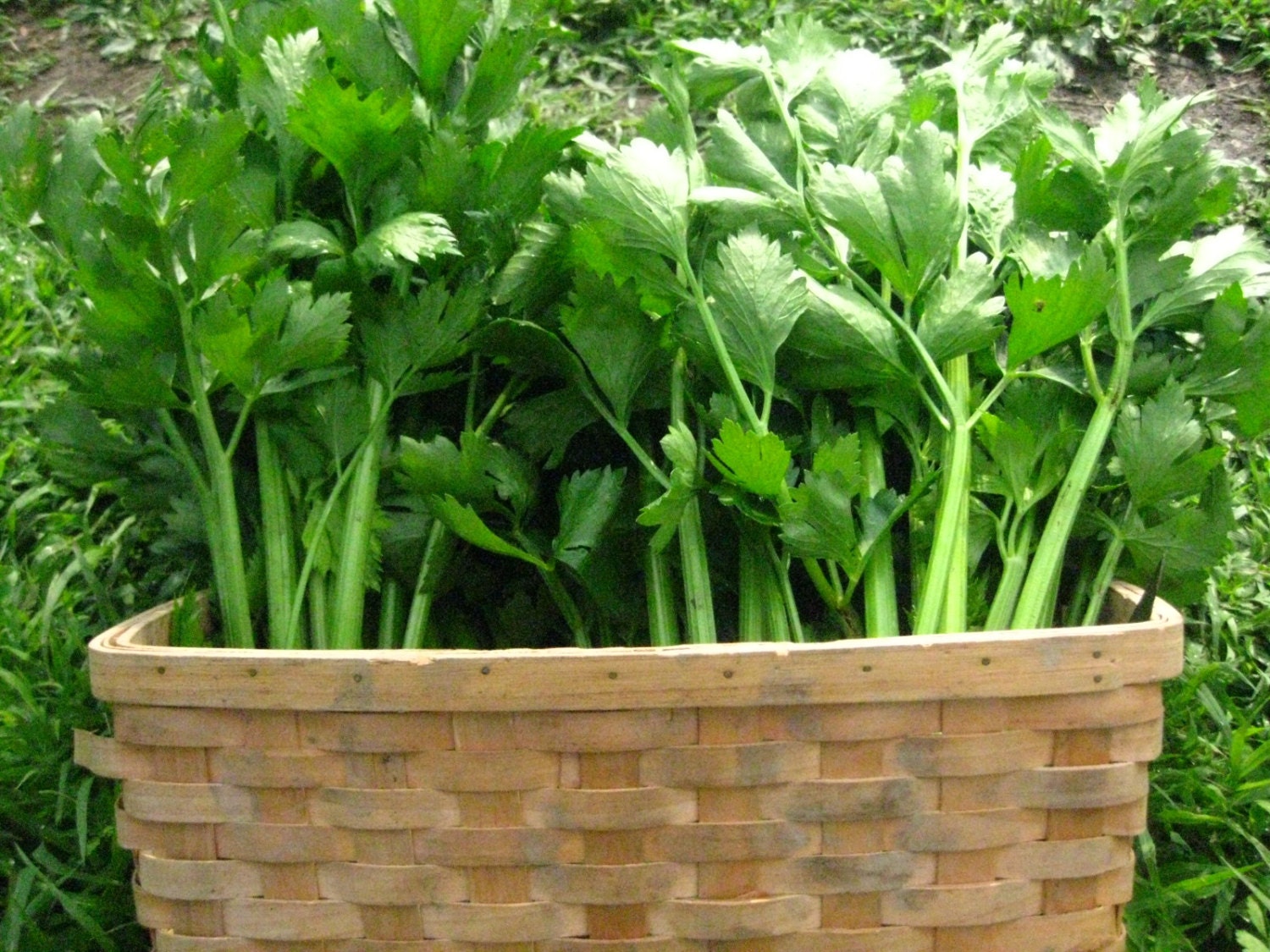 Heirloom Utah 52-70 Tall Celery Seeds Apium Graveolens B26 - Etsy