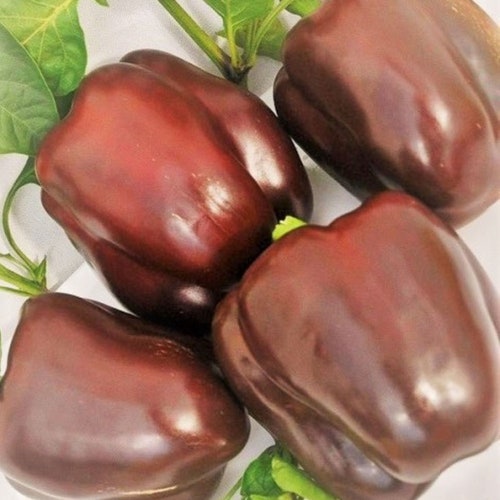 Heirloom Chocolate Beauty Bell Pepper Seeds Capsicum Annuum - Etsy