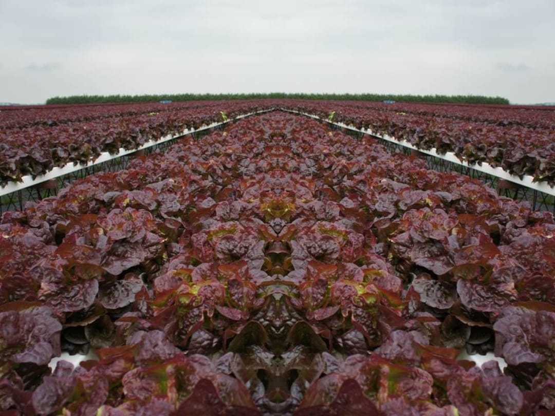 Heirloom Ruby Red Leaf Lettuce Seeds - Lactuca Sativa - B191 - Etsy