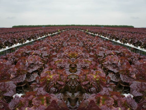 Heirloom Ruby Red Leaf Lettuce Seeds Lactuca Sativa B191 - Etsy