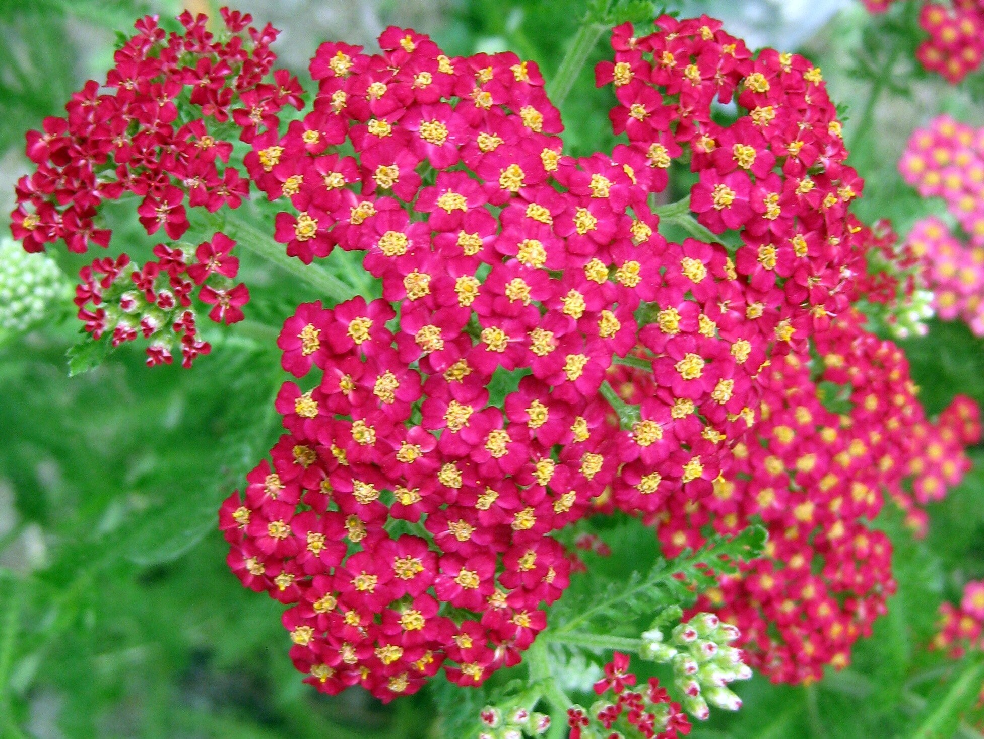 Red Yarrow Wildflower Seeds Achillea Millefolium B206 | Etsy