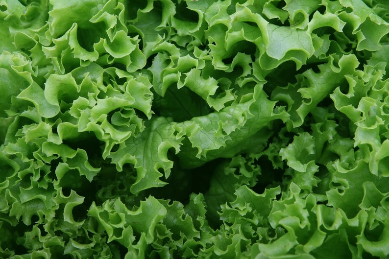 Heirloom Green Ice Lettuce 500 Seeds 1/2 Gram Buy 2 Get 1 - Etsy