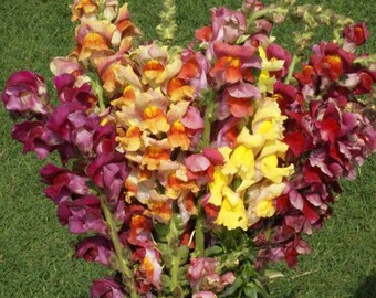 Privacy Asarina Joan Loraine/96 Climber/2 Deep Purple Trumpets/climbing ...