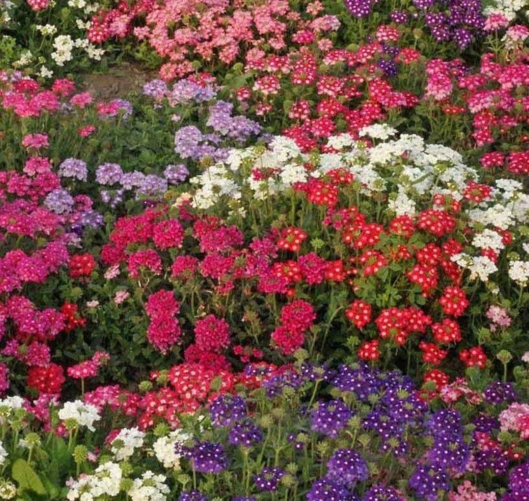 Verbena Ideal Florist Mix Seeds - Verbena Hybrida - B214 - Etsy