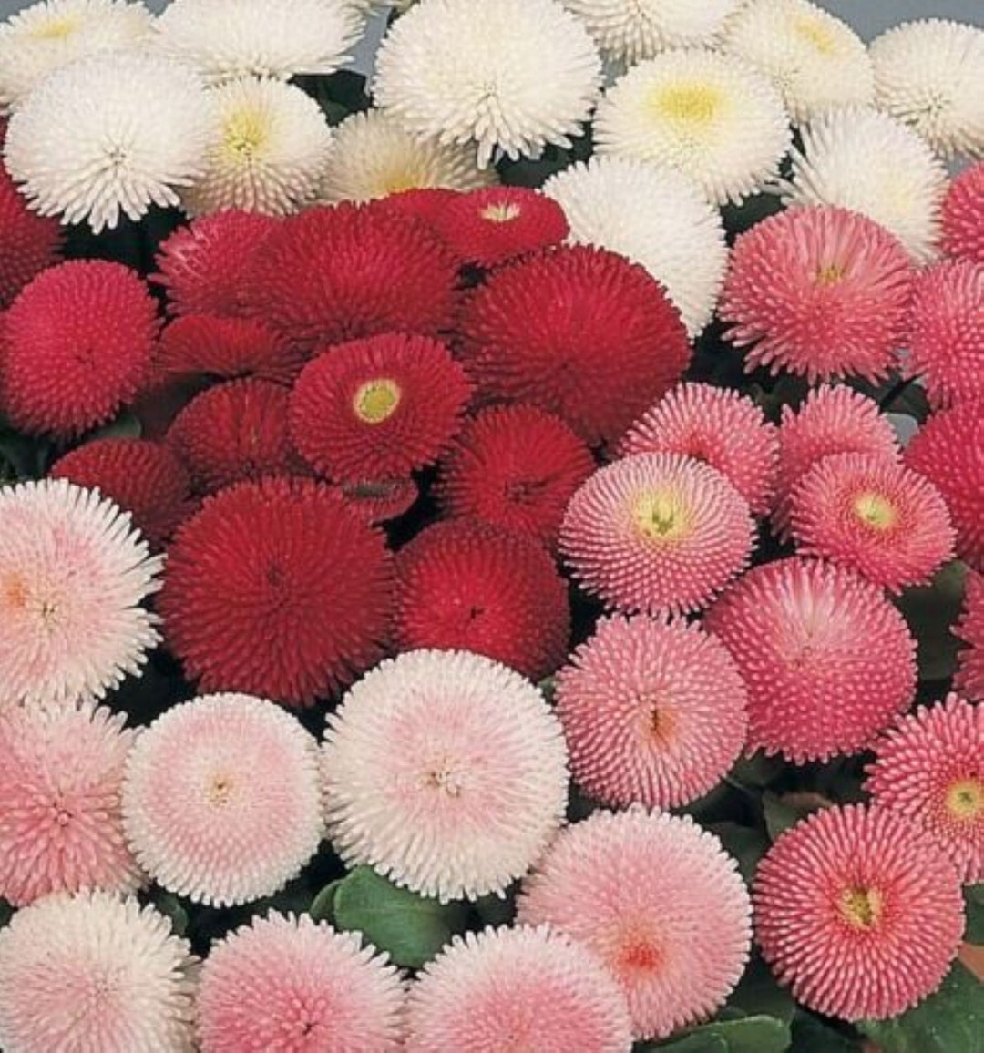 English Daisy Double Flower Mix Seeds - Bellis Perennis - B74 - Etsy