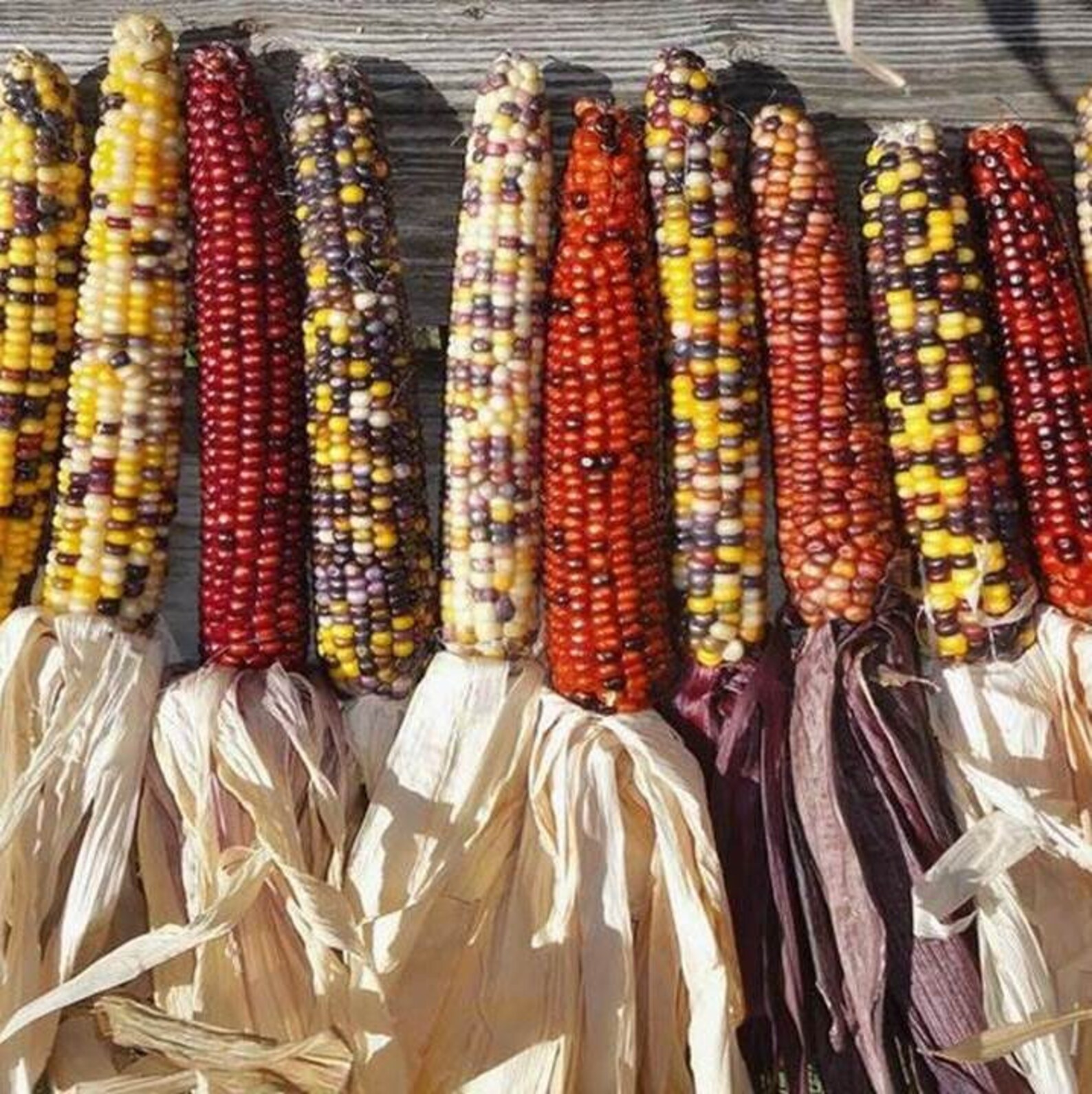 Indian Ornamental Corn Heirloom Rainbow Colors M4 | Etsy