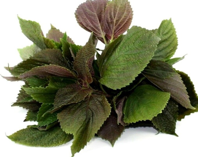 20 Perilla Mint Seeds, Korean Shiso Seeds, Chinese Basil Seeds two ...
