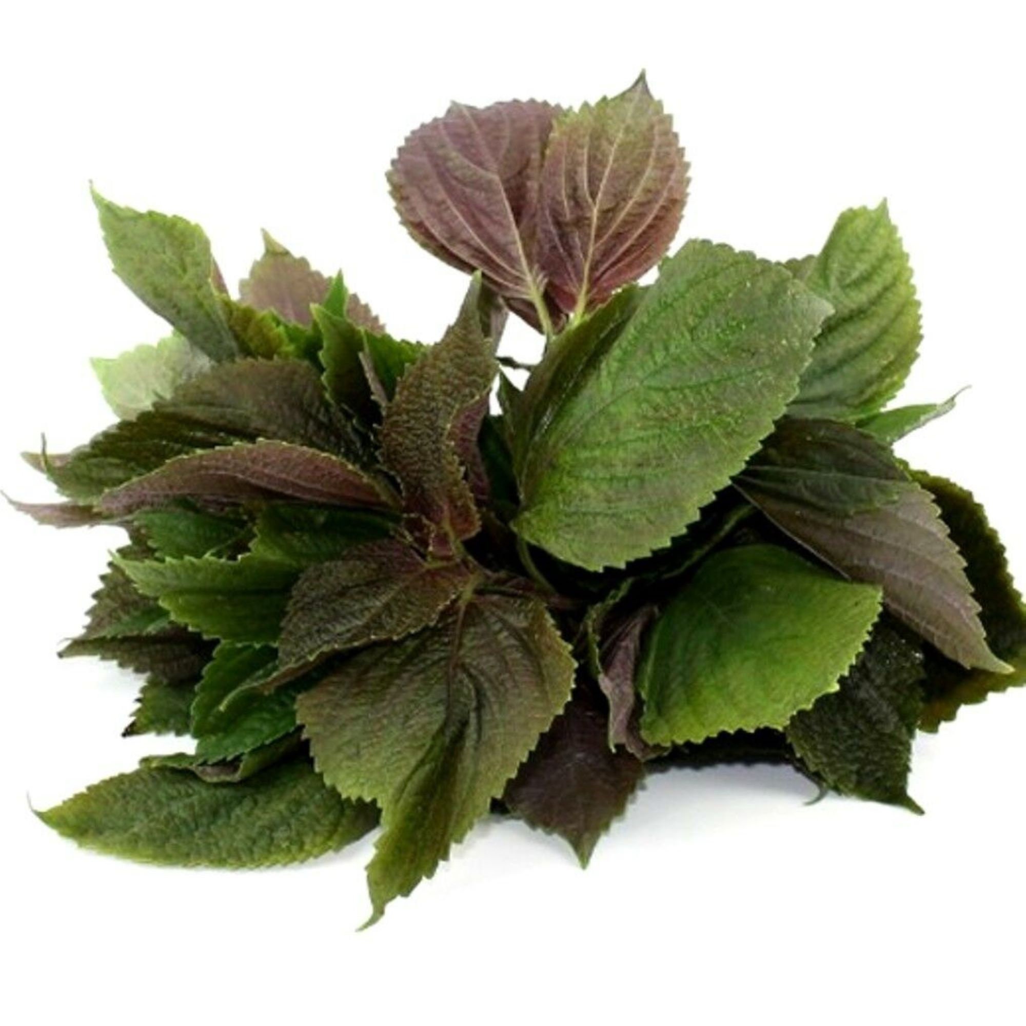 Red Shiso Leaves