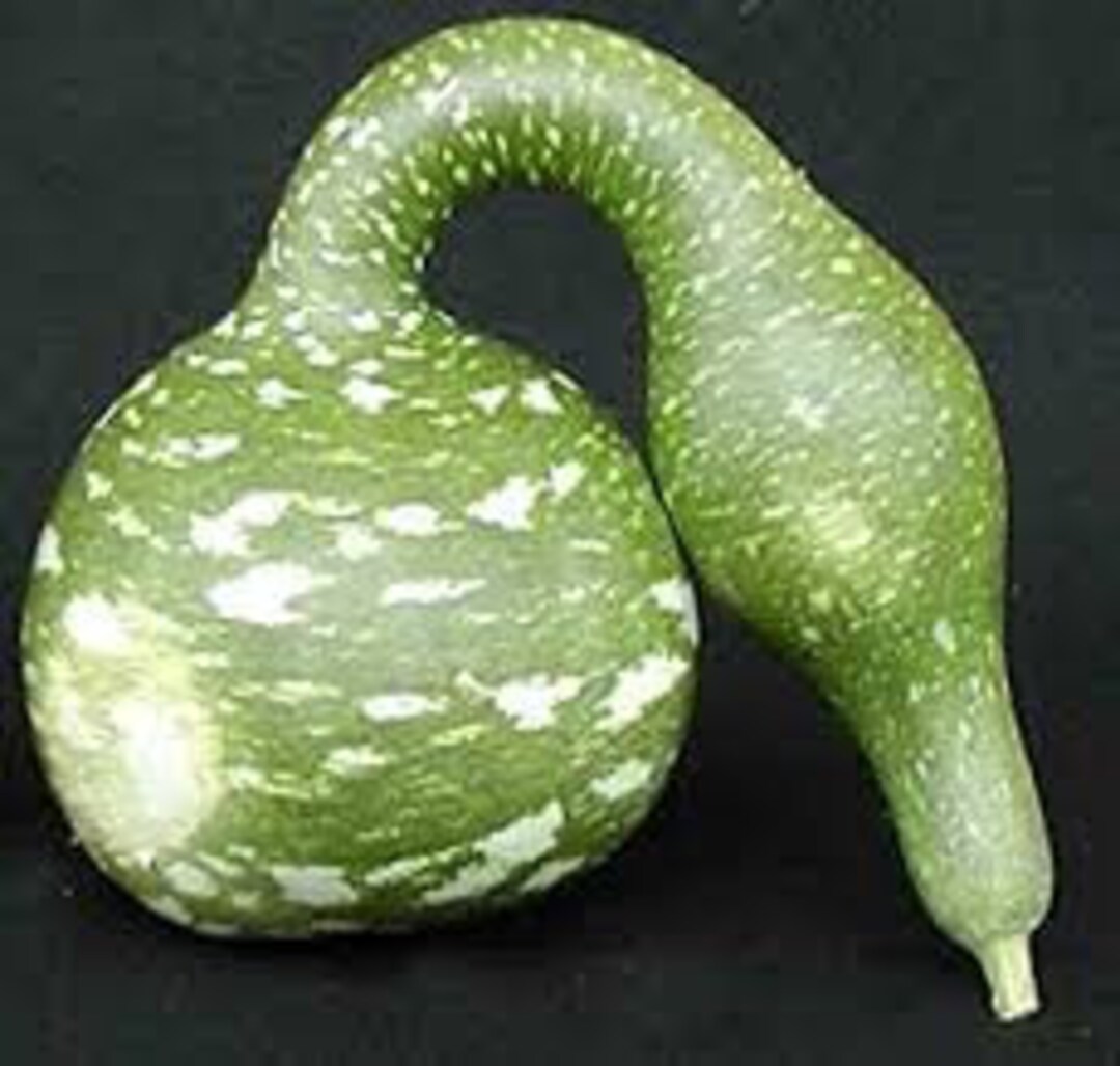 Heirloom Speckled Swan Gourd Seeds Lagenaria Siceraria B113 - Etsy