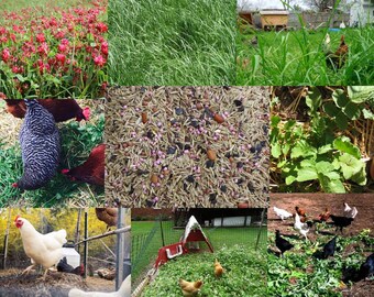 Chicken Forage Seed Mix to Grow for Your Chickens the Most Incredible ...