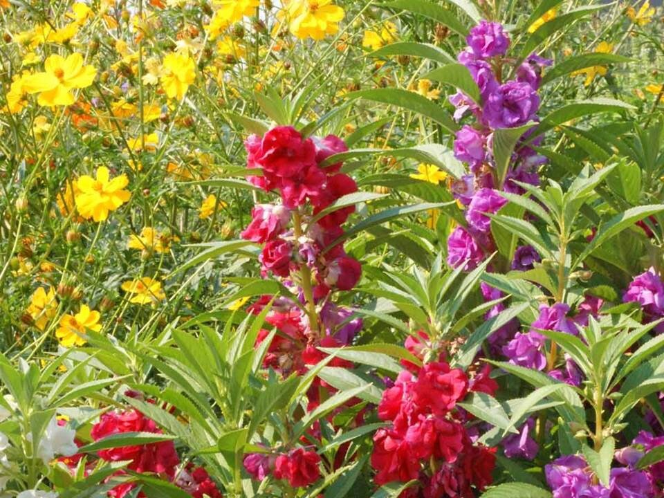 Touch-Me-Not Flower Rose Balsam Sultan Snapweed Medicinal Herb Colorful ...