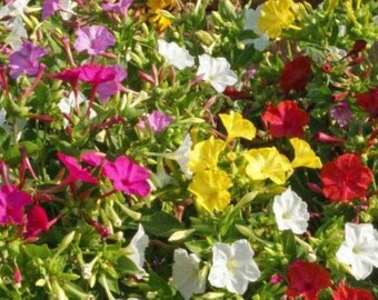 Seeds for Planting, Mirabilis Nyctaginea Seeds, Wild Four O'clock ...