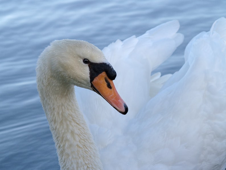 Majestic Swan -- Photo, Digital Download - Etsy
