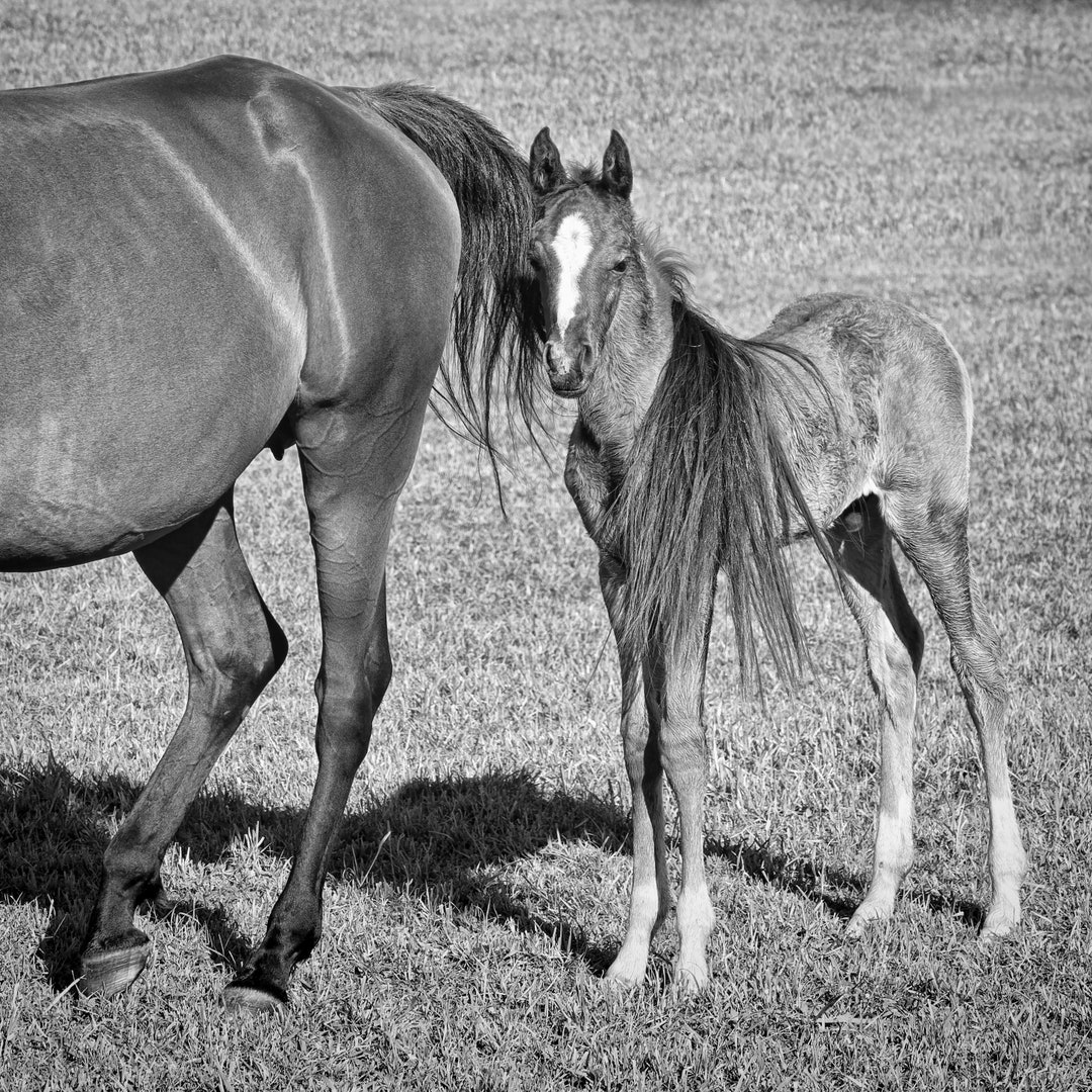 Colt With Mare -- Photo, Digital Download - Etsy