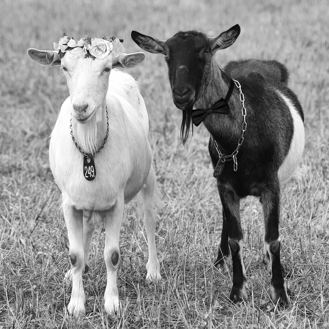 Goats -- Photo, Digital Download - Etsy