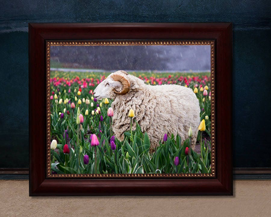 Ram Portrait Sheep Wall Art Spring Flowers Tulip Field - Etsy