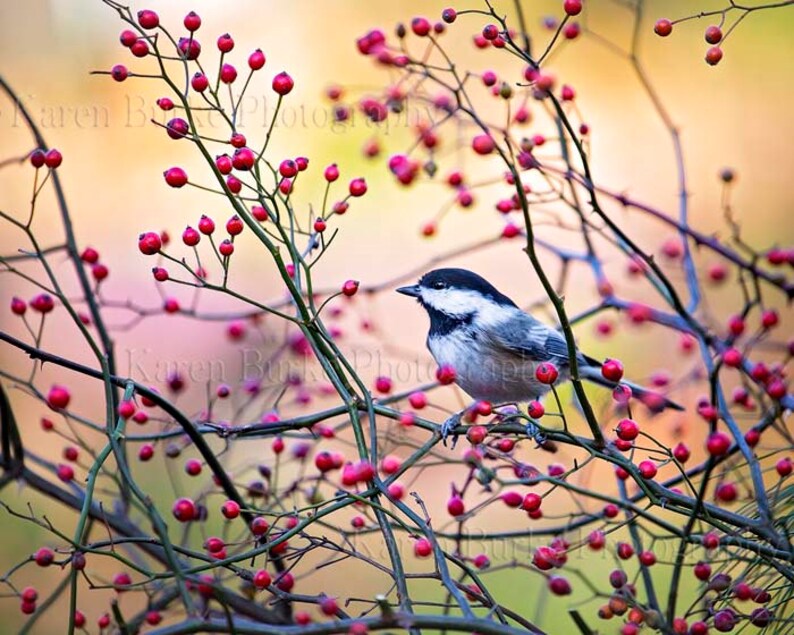 Chickadee Photography Chickadee Wall Art Chickadee Print - Etsy