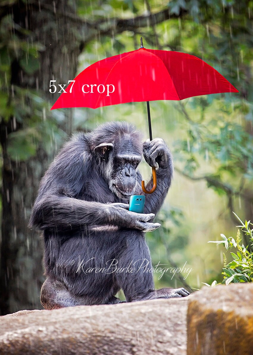 Monkey Wearing Makeup