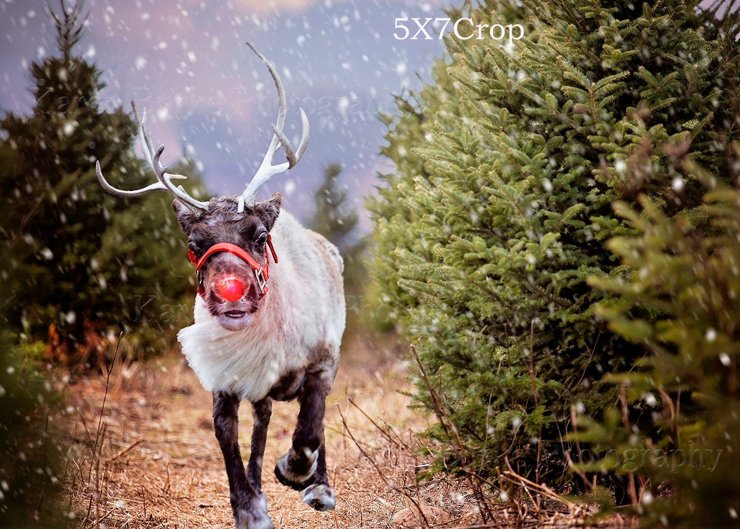 Real Reindeer