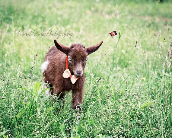 Nigerian Dwarf Goats Blue Eyes
