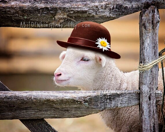 Lambs In Hats