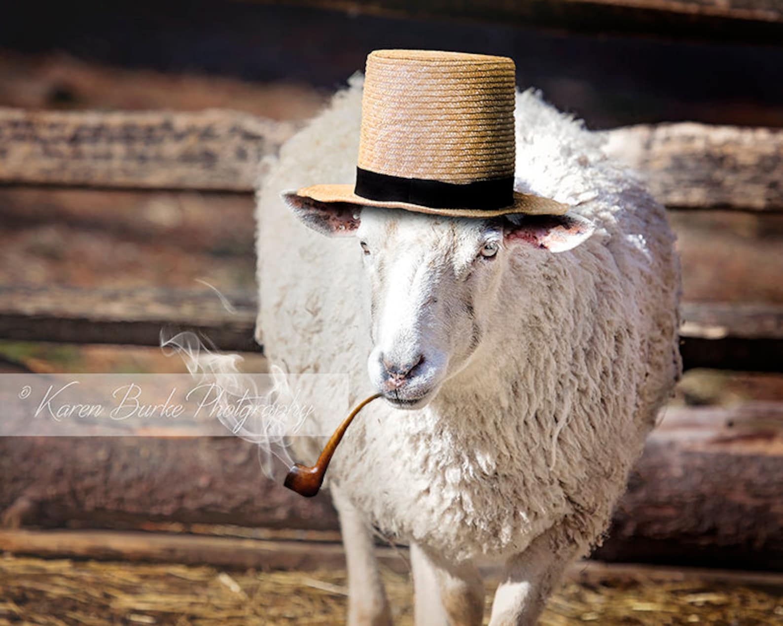 Portrait de mouton, mouton drôle, chapeau de paille, fumée de pipe, art ...