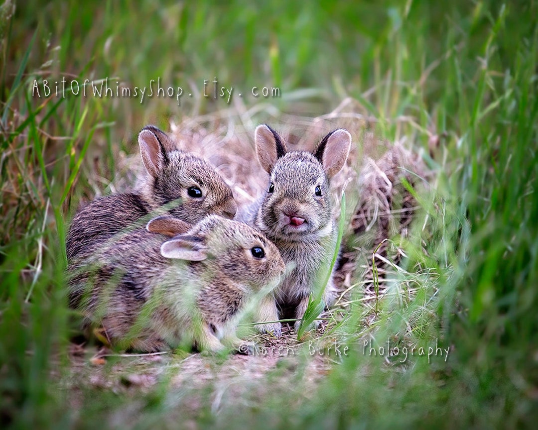 Impresión de conejos bebés, impresión de fotografía, fotografía de vida ...