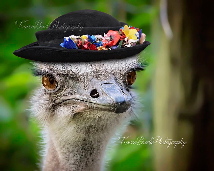 Funny Ostrich Photography Print Angry Bird Whimsical - Etsy