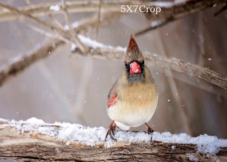 Female Cardinal in Winter Photo Print, Angry Bird, Fine Art Print, Home ...