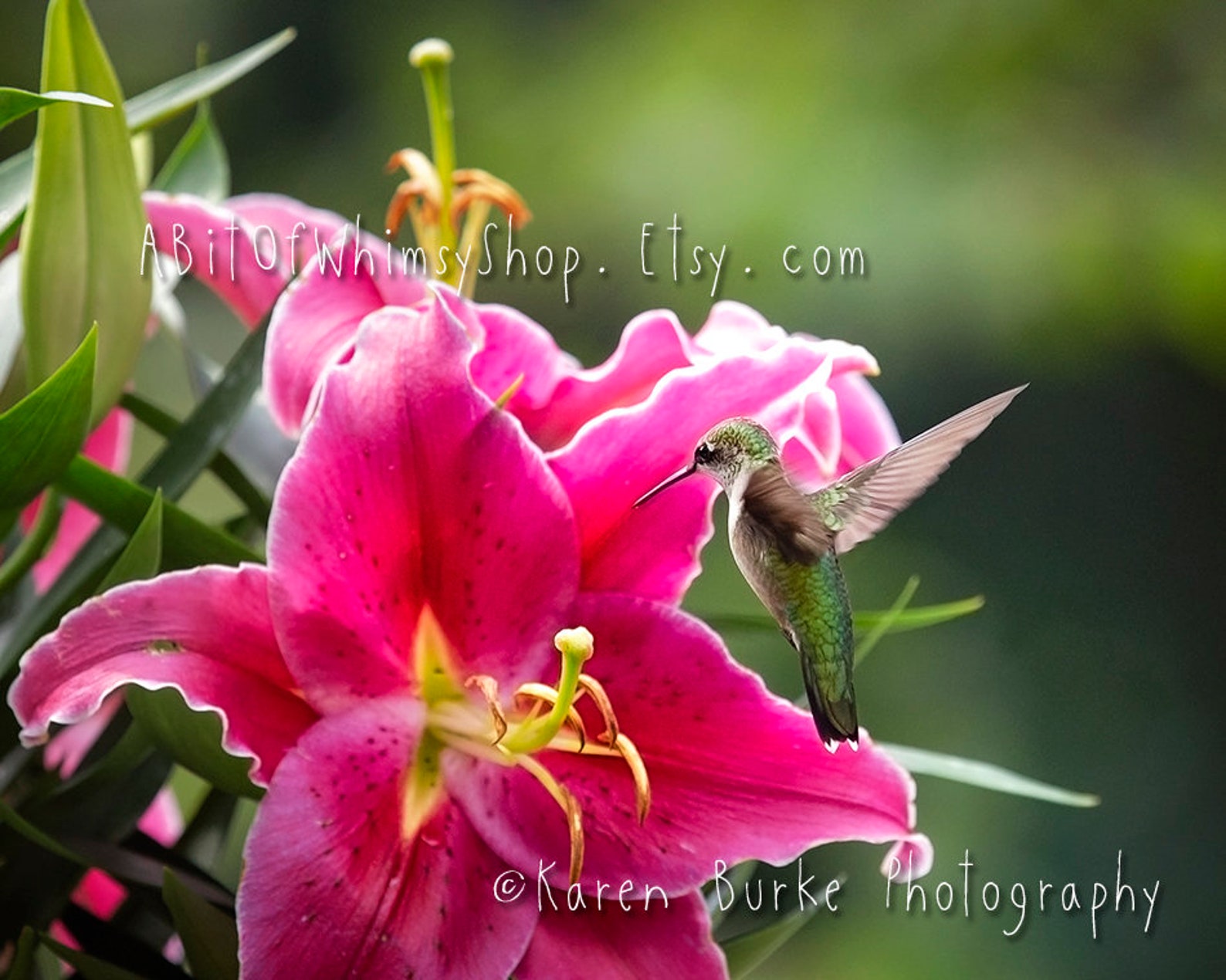 Hummingbird Photography African Lily Hummingbird With - Etsy