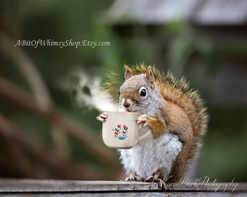 Red Squirrel Coffee Lover Photography Print Whimsical - Etsy