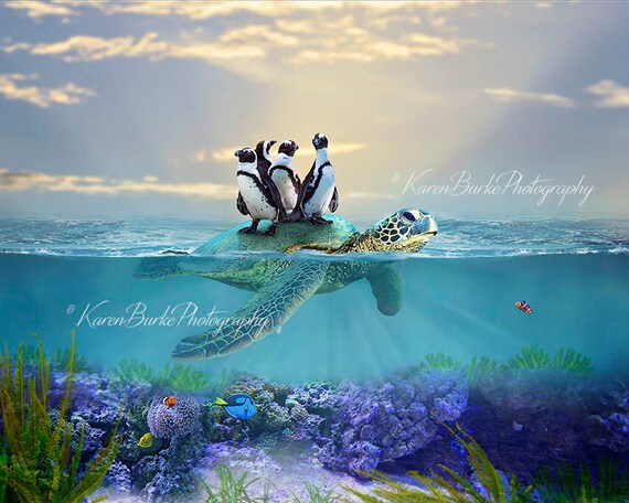 Funny Sea Turtle Pictures