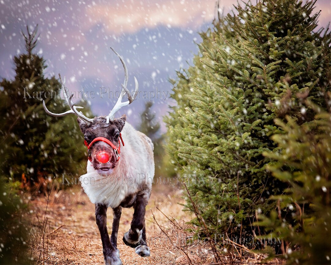 Real Christmas Reindeer